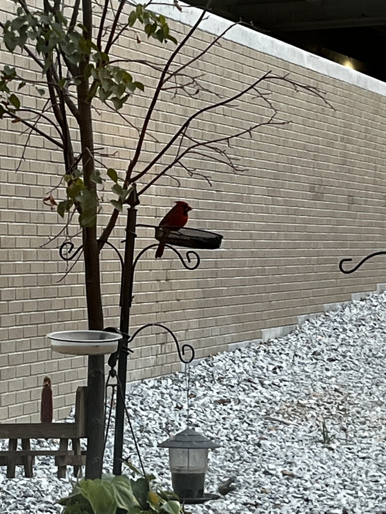 Northern Cardinal from S Razorback Rd, Fayetteville, AR, US on October ...