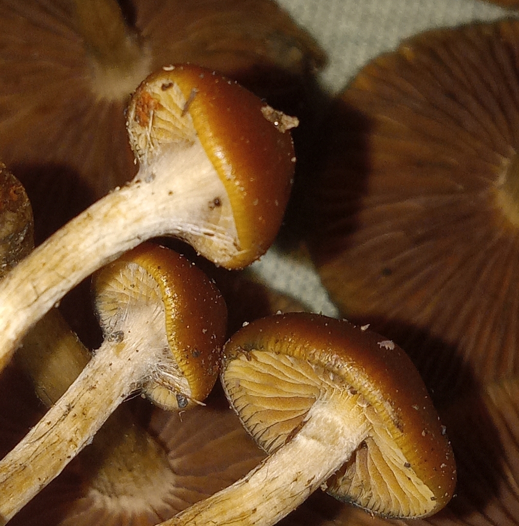 Wavy Cap in December 2024 by earthstrong. Growing in woodchip mulch ...
