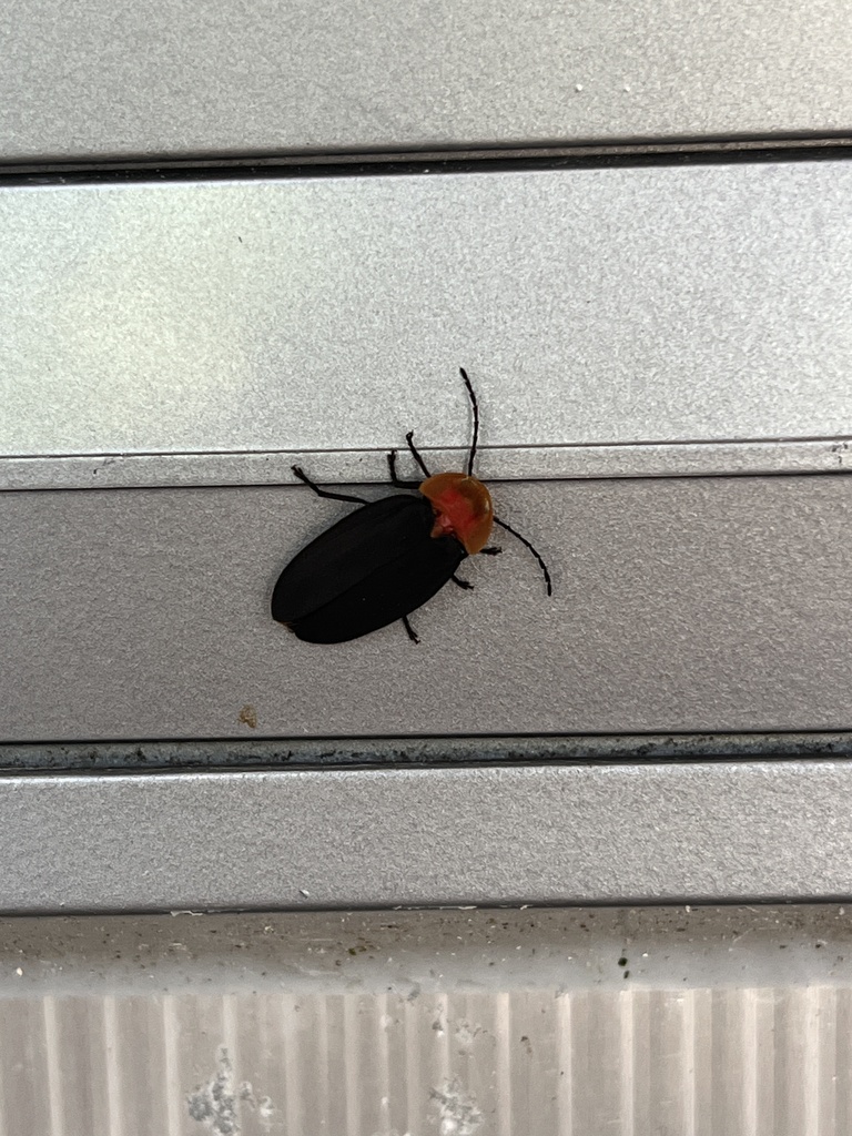Pyrocoelia atripennis in December 2024 by Nakatada Wachi · iNaturalist