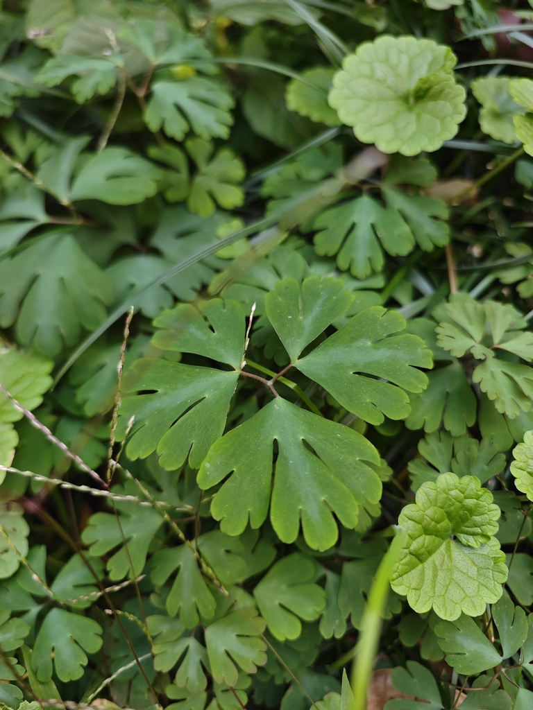 Muskroot semiaquilegia from Zhoushan, CN-ZJ, CN on December 3, 2024 at ...