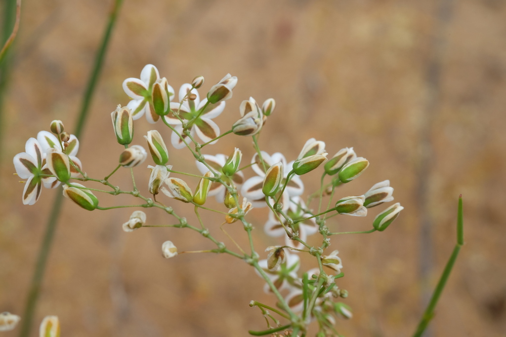 Drought Spookasem from Overberg District Municipality, South Africa on ...