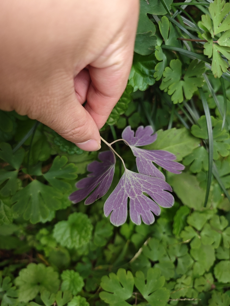 Muskroot semiaquilegia from Zhoushan, CN-ZJ, CN on December 3, 2024 at ...