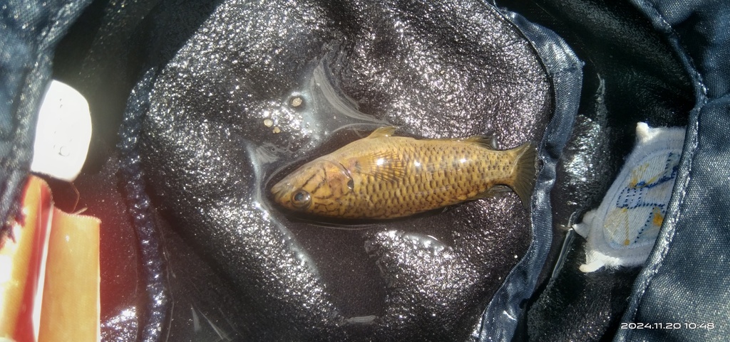 Cape Kurper from Cape Winelands District Municipality, South Africa on ...