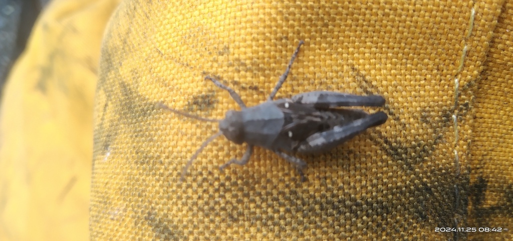 Grasshoppers, Locusts, and Allies from Ceres, 6835, South Africa on ...