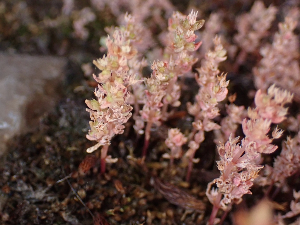 Australian Stonecrop from Bellfield VIC 3381, Australia on November 08 ...