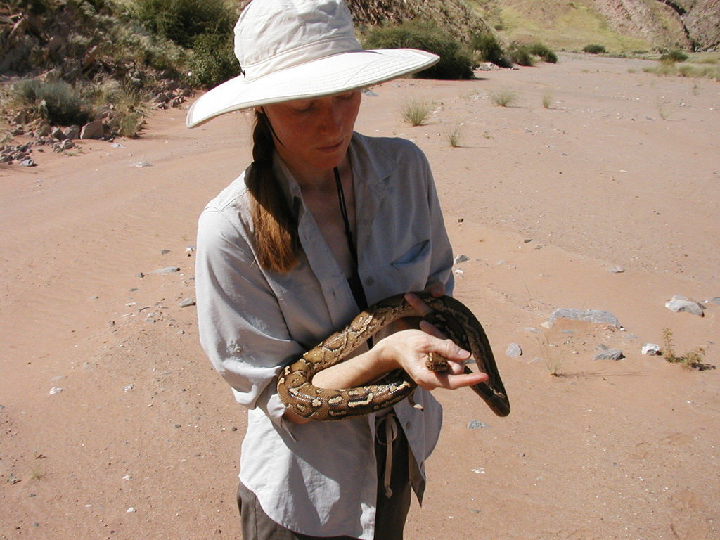 Anchieta's Dwarf Python from Kunene Region, Namibia on April 16, 2002 ...