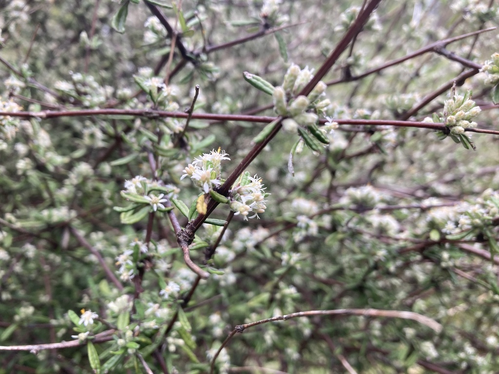 Olearia bullata from South Island / Te Waipounamu, Akaroa, Canterbury ...