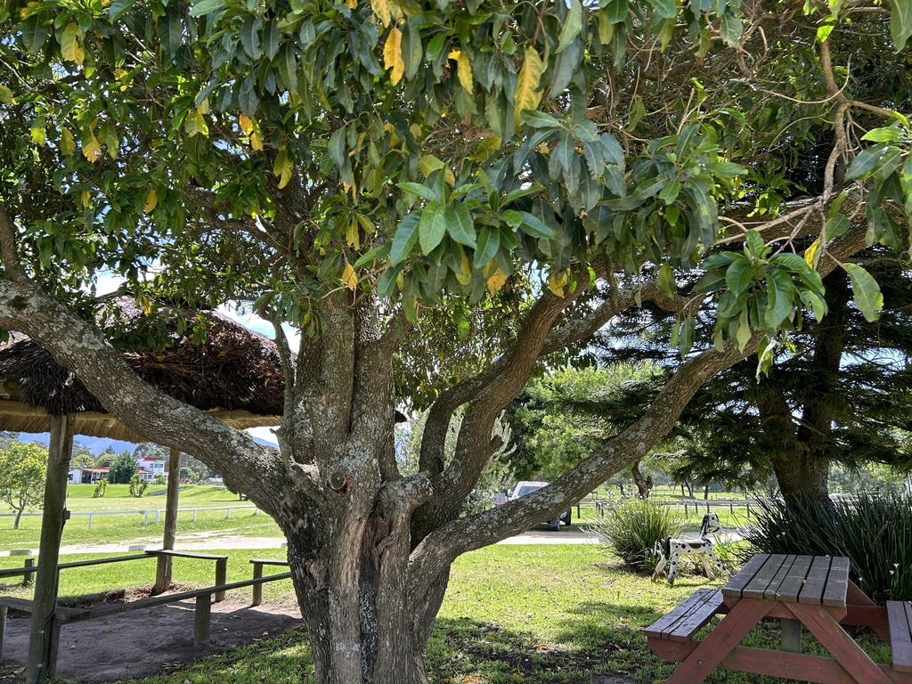 Forest Elder from Glenwood AH, George, South Africa on November 30 ...