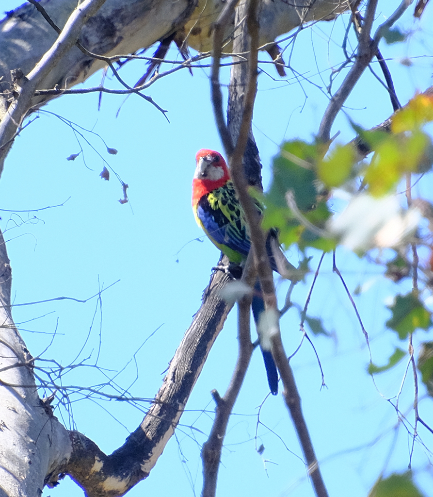Eastern Rosella from Yarrambat VIC 3091, Australia on November 21, 2024 ...