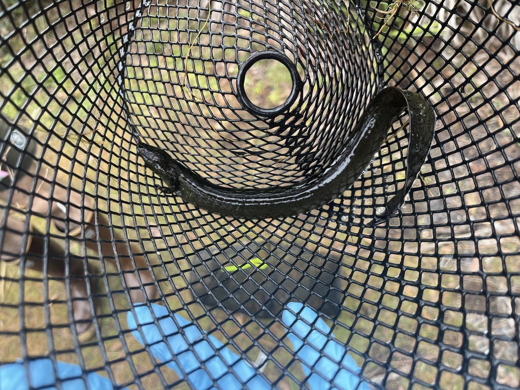 Greater Siren from University of Central Florida, Orlando, FL, US on ...