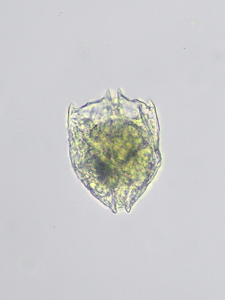 Brachionus urceolaris from Foshan, CN-GD, CN on December 2, 2024 at 05: ...