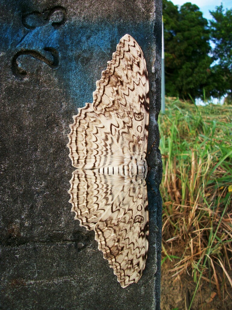 White Witch Moth from Tefé, State of Amazonas, 69470-000, Бразилия on ...