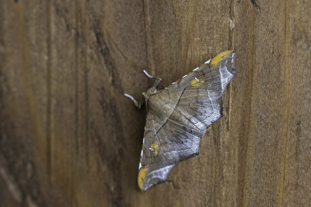 Episparis exprimens from Sittong Forest, West Bengal, India on July 9 ...