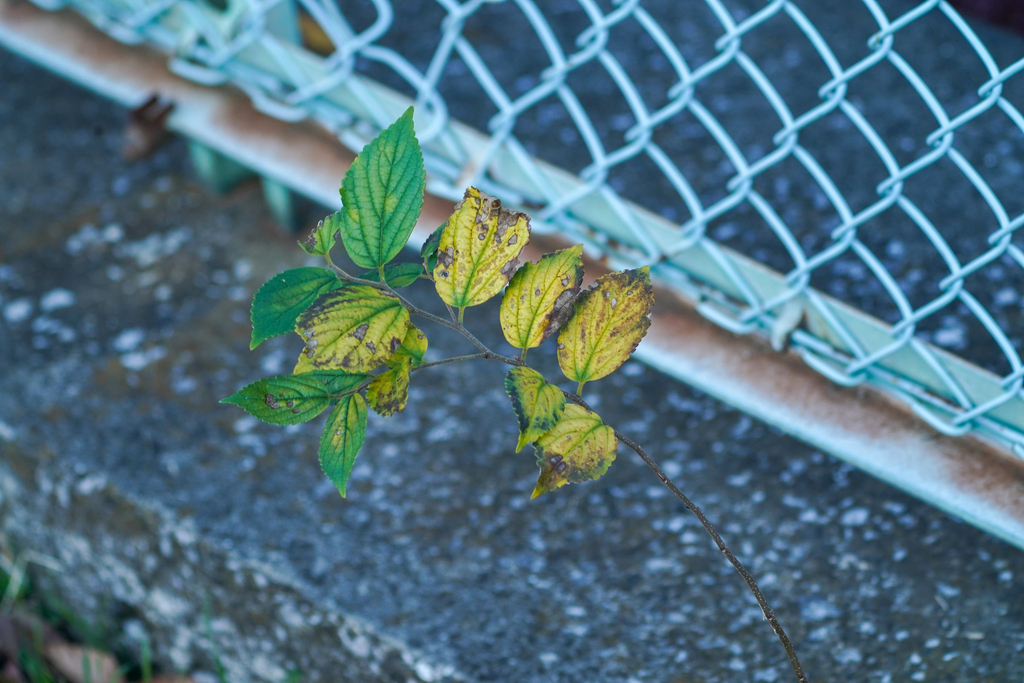 Chinese Hackberry from 日本、〒206-0001 東京都多摩市和田 on December 3, 2024 at 03: ...