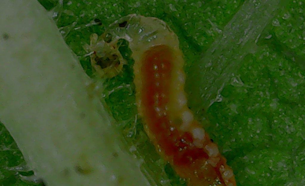 Rust-eating midges on December 2, 2024 at 06:51 PM by 余世文 · iNaturalist