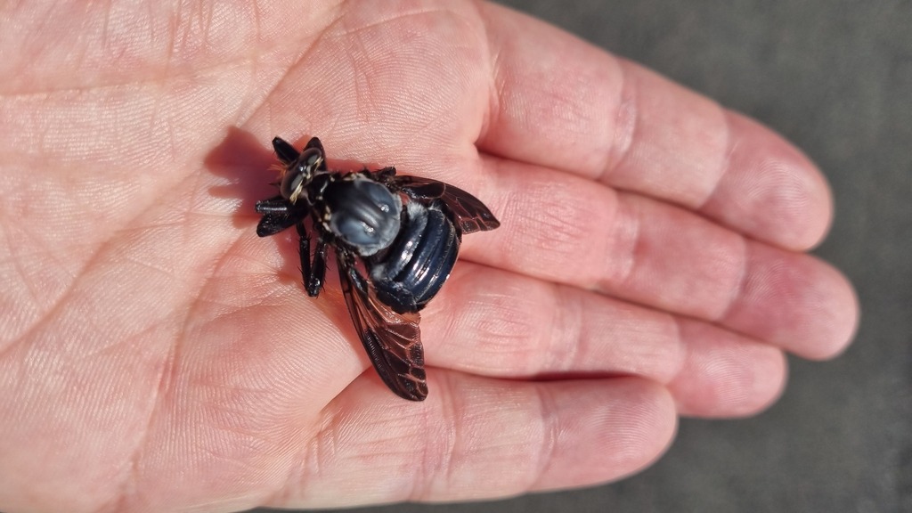 Giant Blue Robber Fly from Sydney NSW, Australia on December 15, 2023 ...