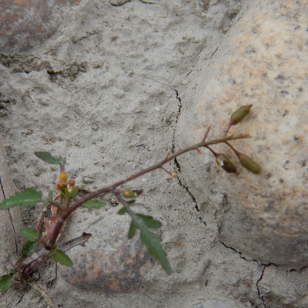 Bog Yellowcress from Upper Liard, YT Y0A, Canada on July 13, 2019 at 04 ...