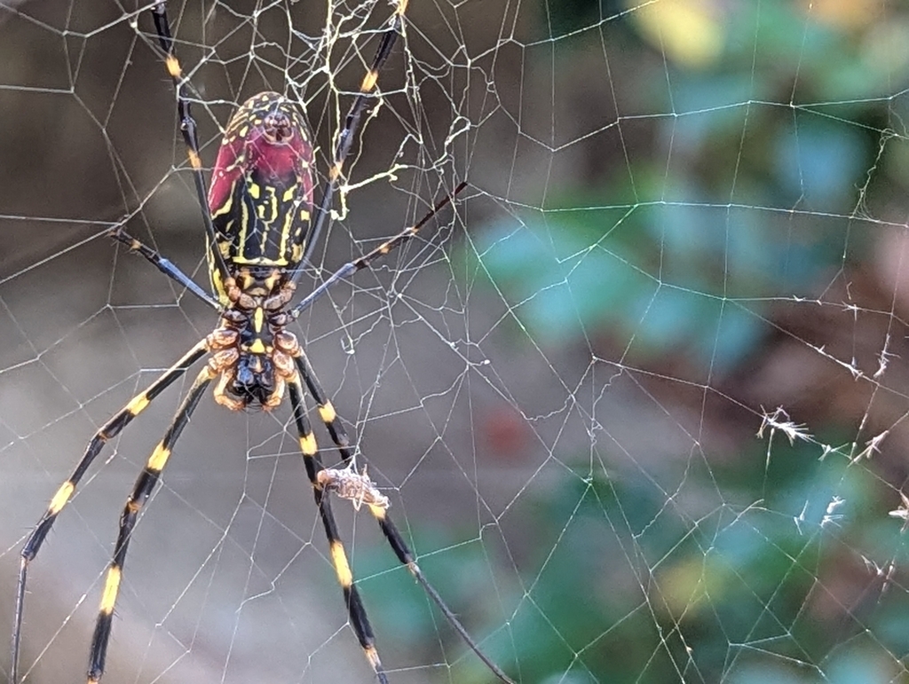 Joro Spider from 1263 Taima, Katsuragi, Nara 639-0276, Japan on ...