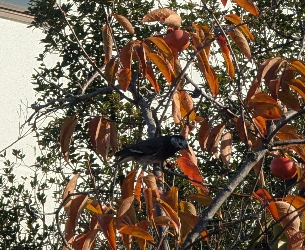 White-cheeked Starling from 636-0123, Japan on December 3, 2024 at 09: ...
