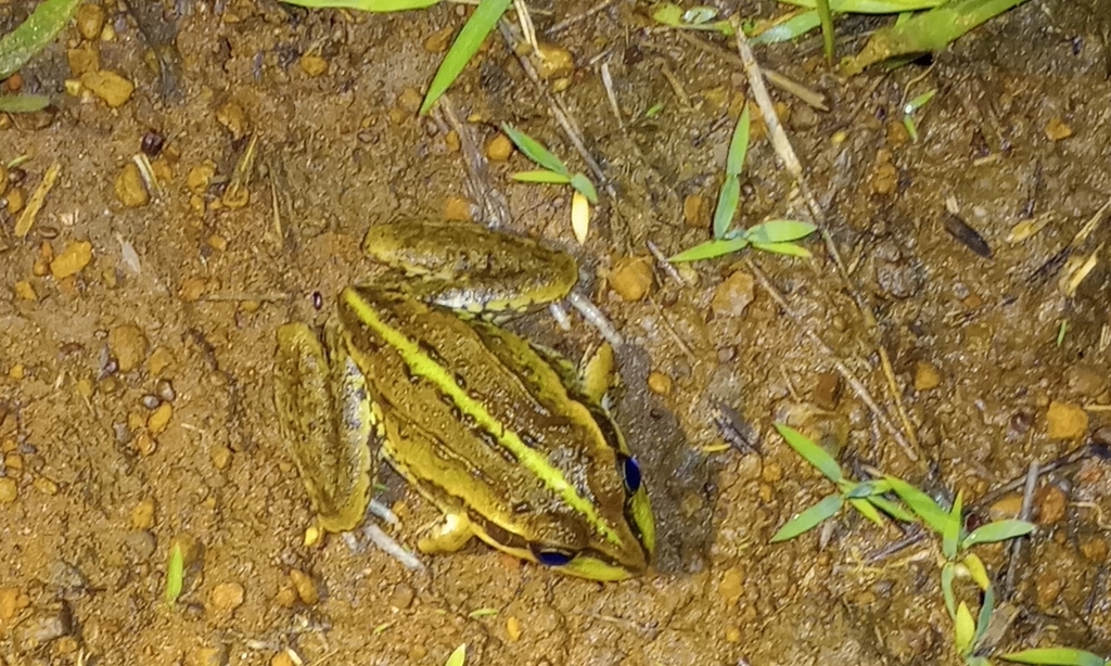 Striped Burrowing Frog from Rosalie - Pt B, AU-QL, AU on December 3 ...