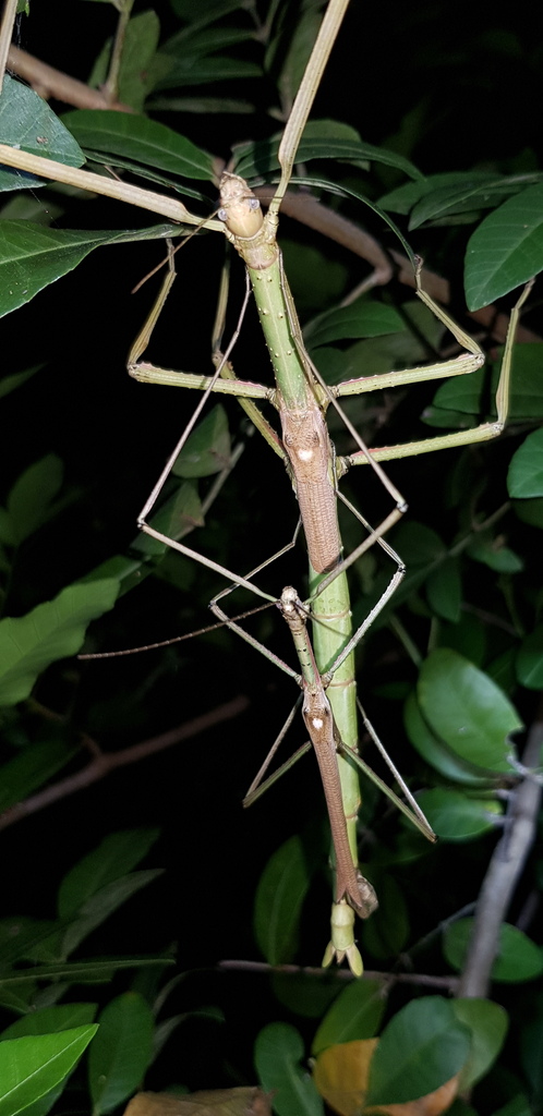 tessellated stick insect from Tannum Sands QLD, Australia on December ...