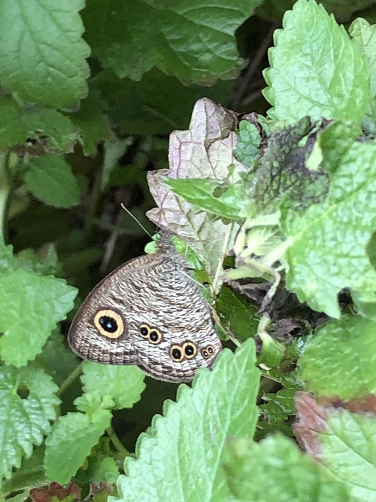 Common Five-ring from 朗屏路, 元朗, 新界, HK on July 20, 2019 at 10:14 AM by ...