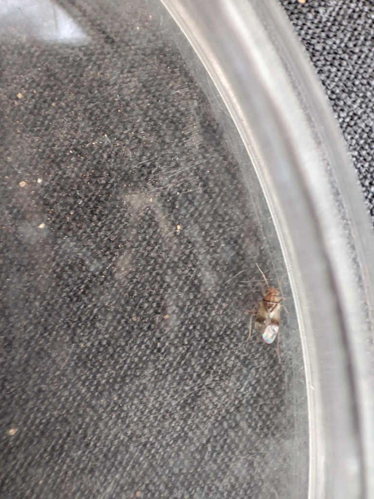 Pinalitus cervinus from בת ים, ישראל on December 3, 2024 at 12:42 PM by ...