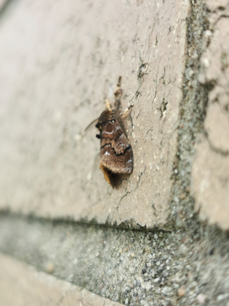 Painted apple moth from East Geelong VIC 3219, Australia on December 3 ...