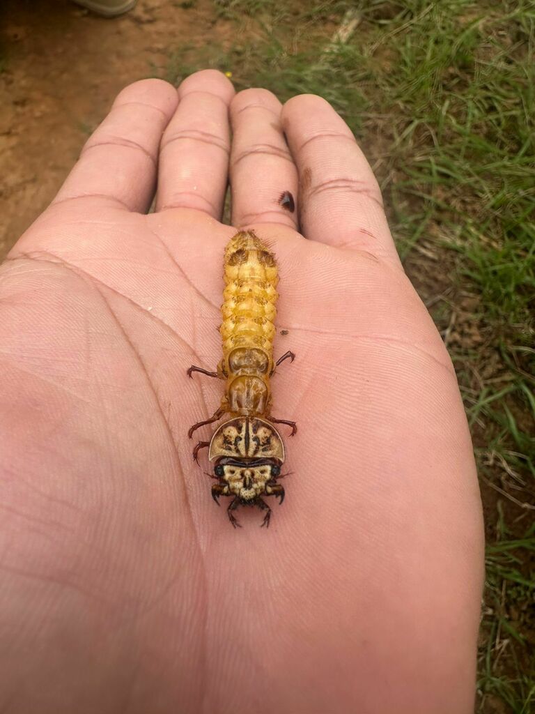 Monster Tiger Beetles from Sarah Baartman District Municipality, South ...