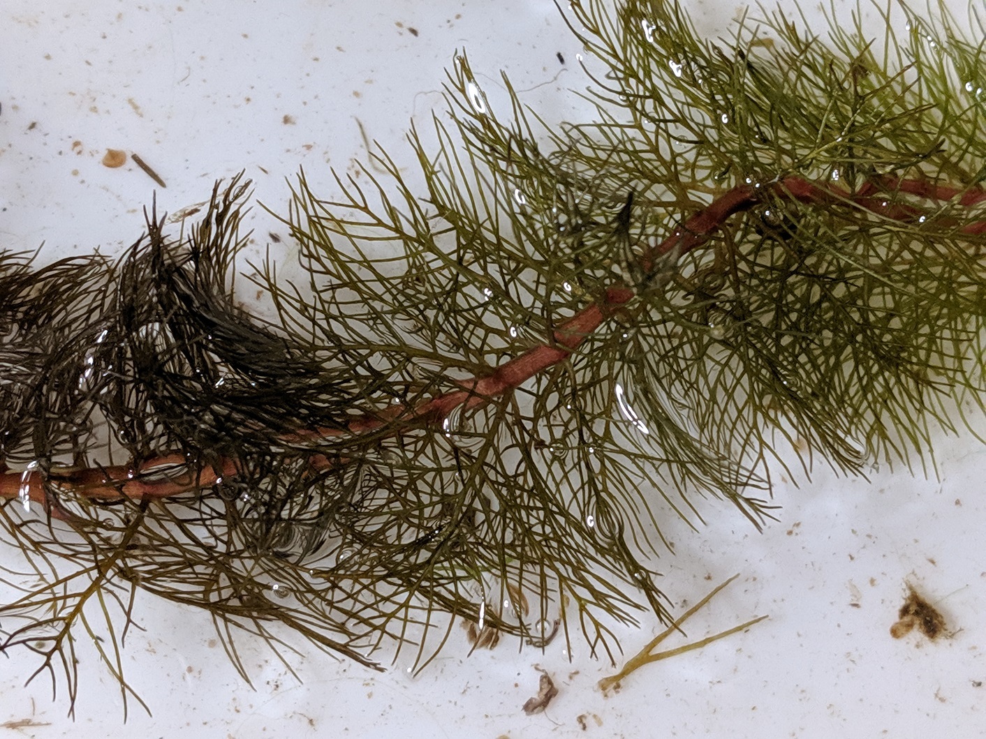 Myriophyllum Simulans