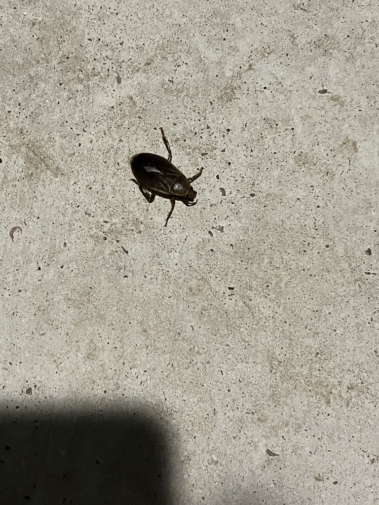 Belostoma from Sam Rankin St, Corpus Christi, TX, US on November 25 ...
