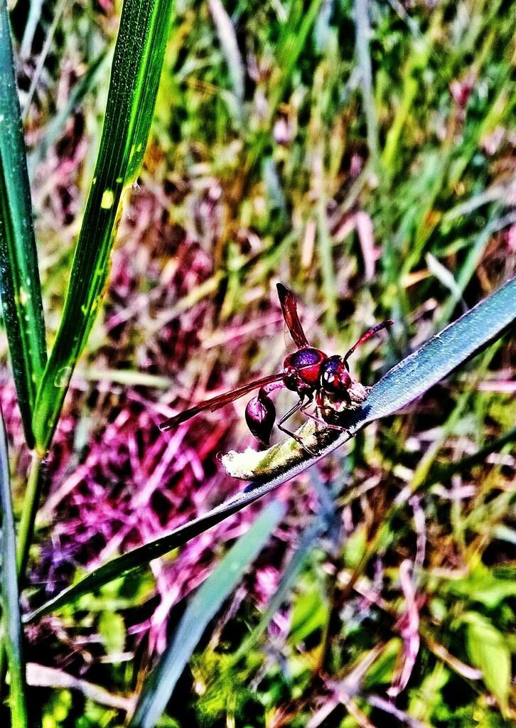 Ants, Bees, and Stinging Wasps from Kiracha-Kiamuriuki Rd, Kenya on ...