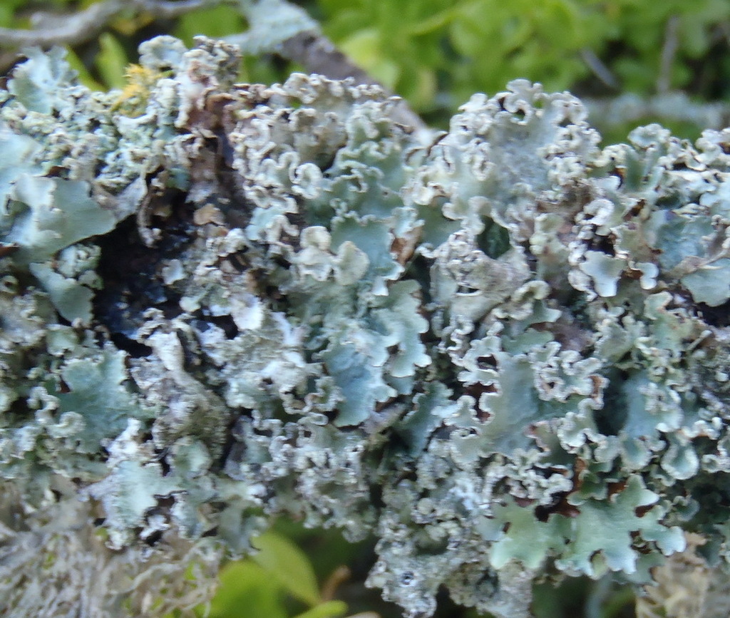 Ruffle Lichens from De Hoop Nature Reserve, Overberg District ...