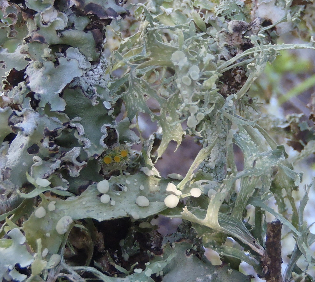 cartilage lichen from De Hoop Nature Reserve, Overberg District ...