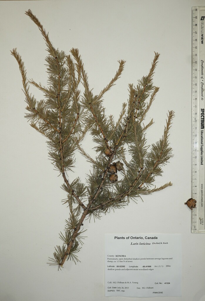 tamarack from Canada, Ontario, KENORA County, Peawanuck, open disturbed ...