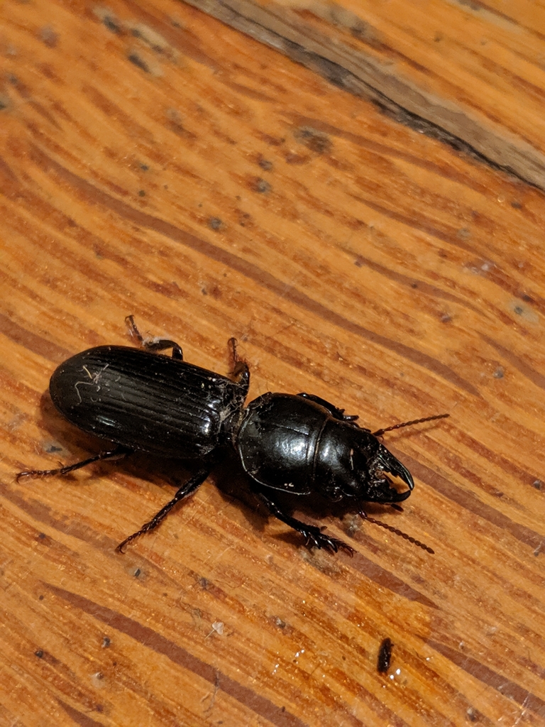 Big-headed Ground Beetle from Wayland, MA, USA on July 19, 2019 at 11: ...
