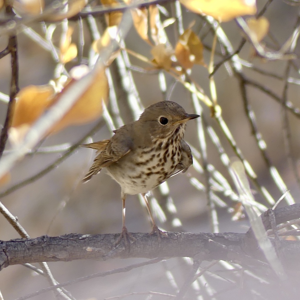 Hermit Thrush from Pima County, AZ, USA on December 2, 2024 at 09:59 AM ...