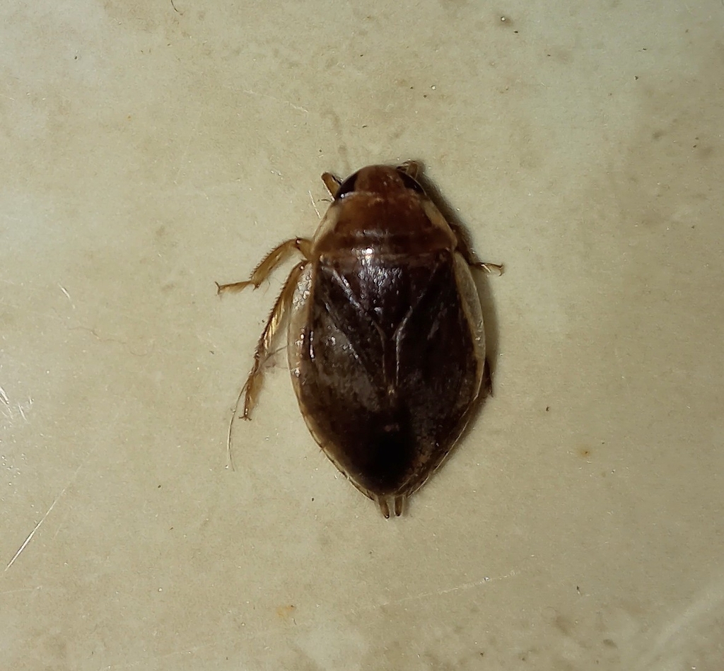 Diplonychus from Кверим, Гоа, Индия on December 2, 2024 at 06:30 PM by ...