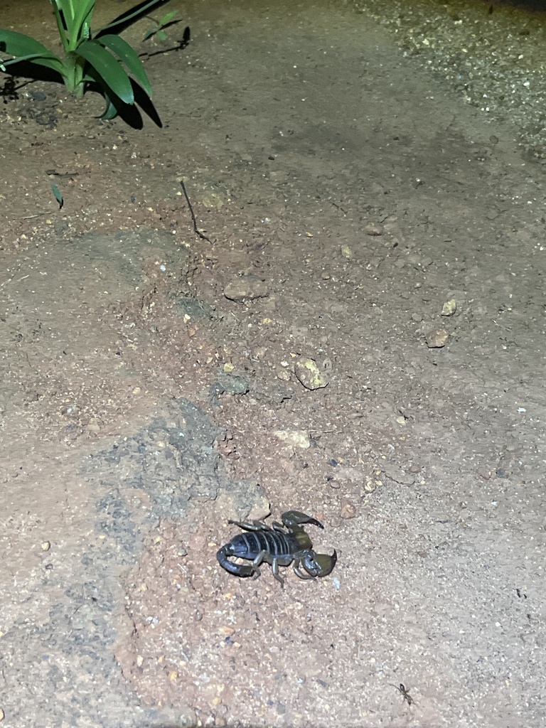 Shiny Burrow Scorpion from Niassa Reserve, Mecula, MZ on December 3 ...
