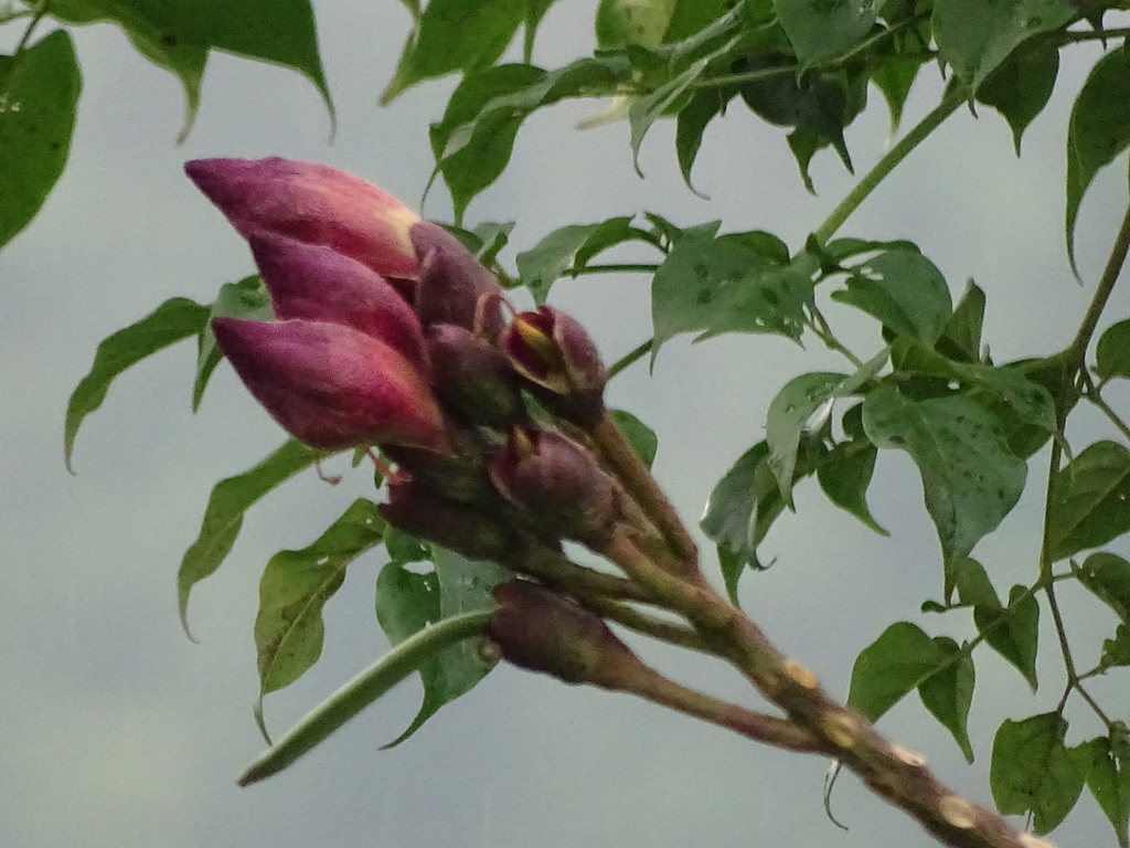 Indian trumpet tree (Oroxylum indicum) - Botanical Realm