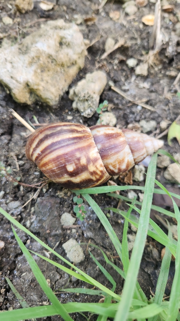 African Giant Snail from Porters, Saint James Barbados on December 3 ...