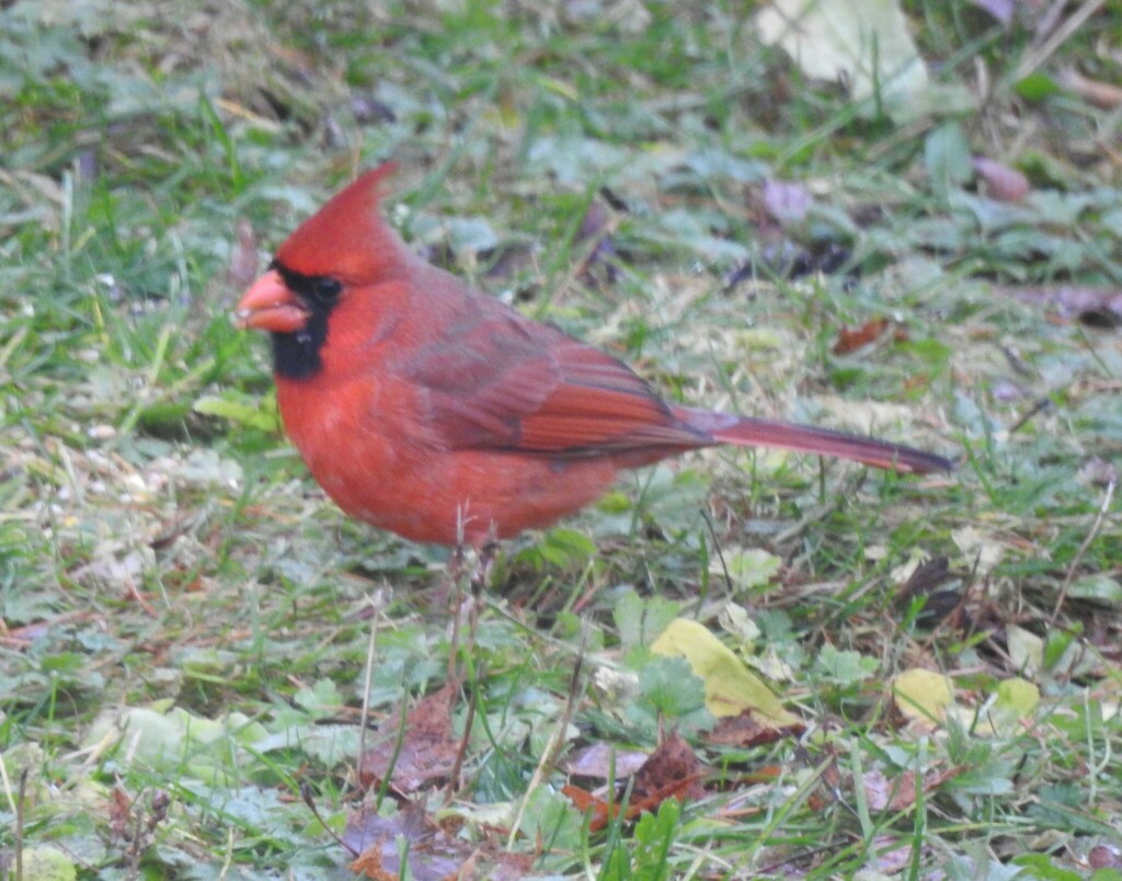 Northern Cardinal from Cumberland County, NS, Canada on November 22 ...