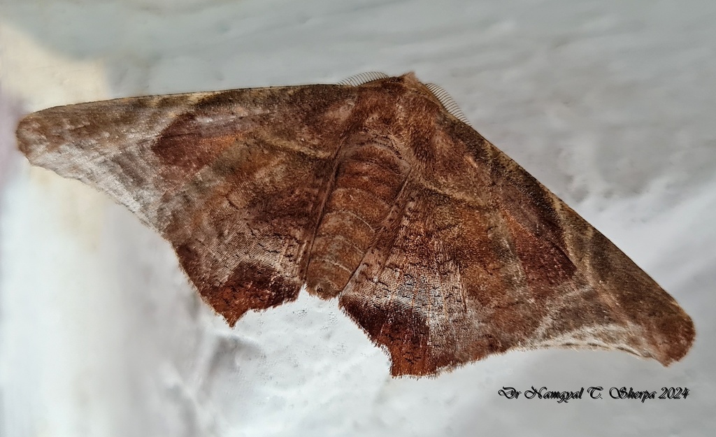 Episparis tortuosalis from Kalej Valley Tea Garden, Darjeeling District ...