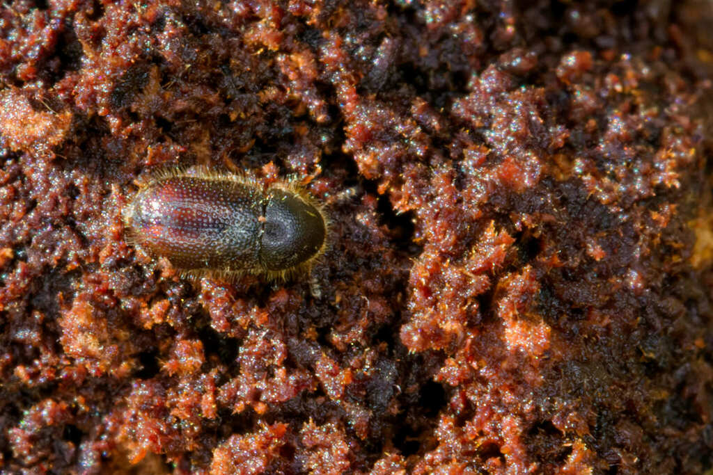 Cucujiform Beetles from 77300 Fontainebleau, France on November 29 ...