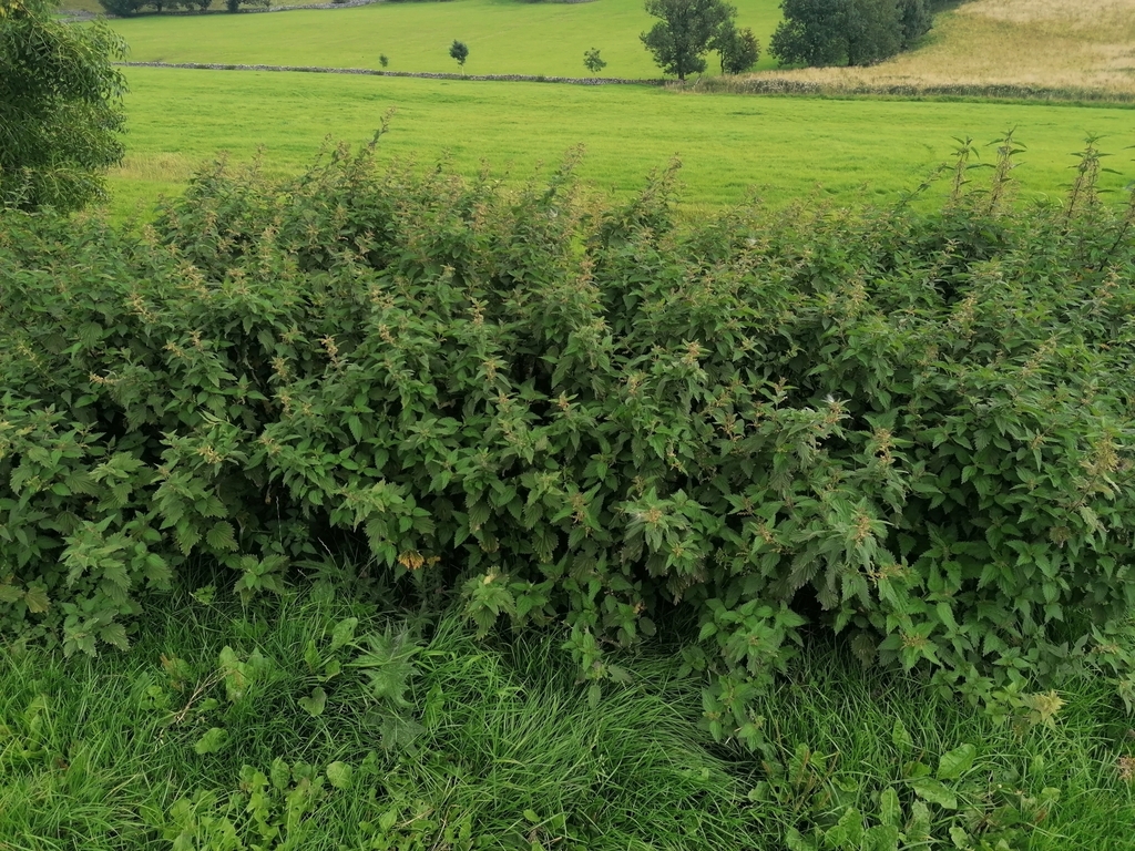 great stinging nettle from Dowell Hall Farm/Glutton Bridge, Buxton SK17 ...