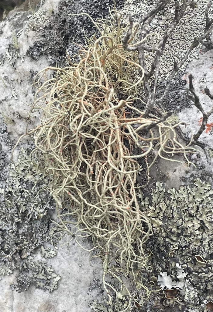 Red Beard Lichen from национальный парк Тейбл-Маунтин, Кейп-Таун ...