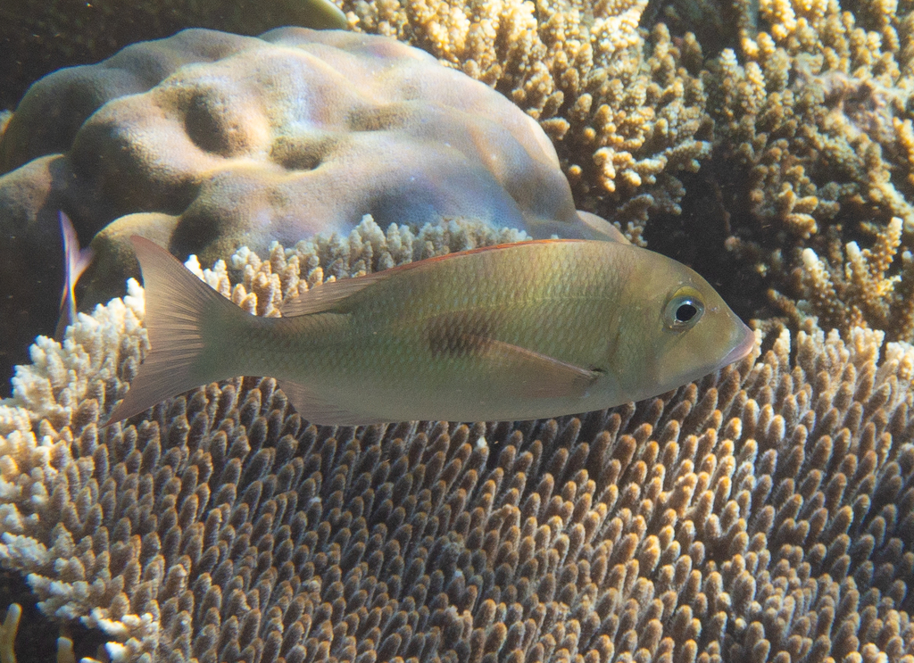 Thumbprint Emperor from Komodo NP area reefs, Sebayur Island, Labuan ...