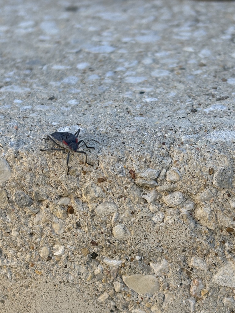Red-shouldered Bug from The University of Texas at San Antonio, San ...