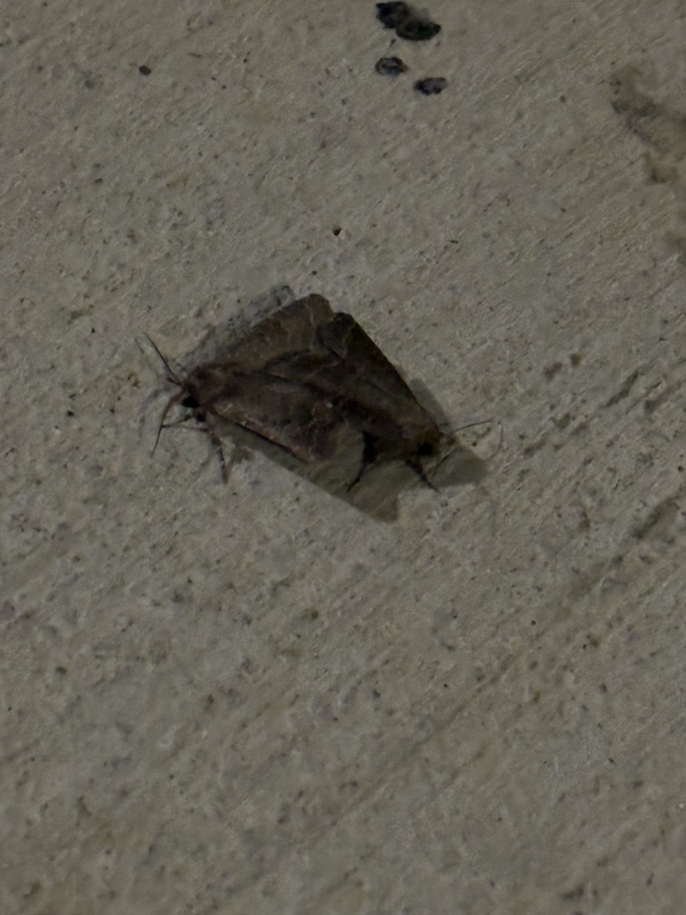 Owlet Moths and Allies from The University of Texas at San Antonio, San ...