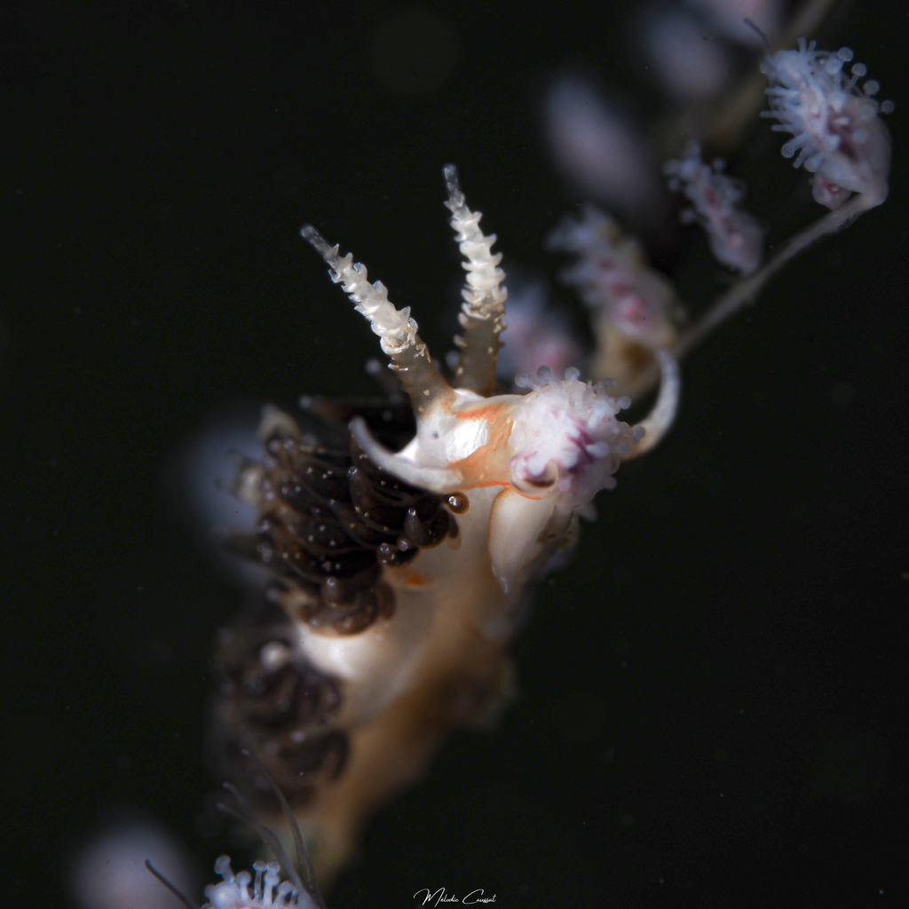 Christmas Tree Hydroid Nudibranch from Terre-de-Haut, Guadeloupe on ...